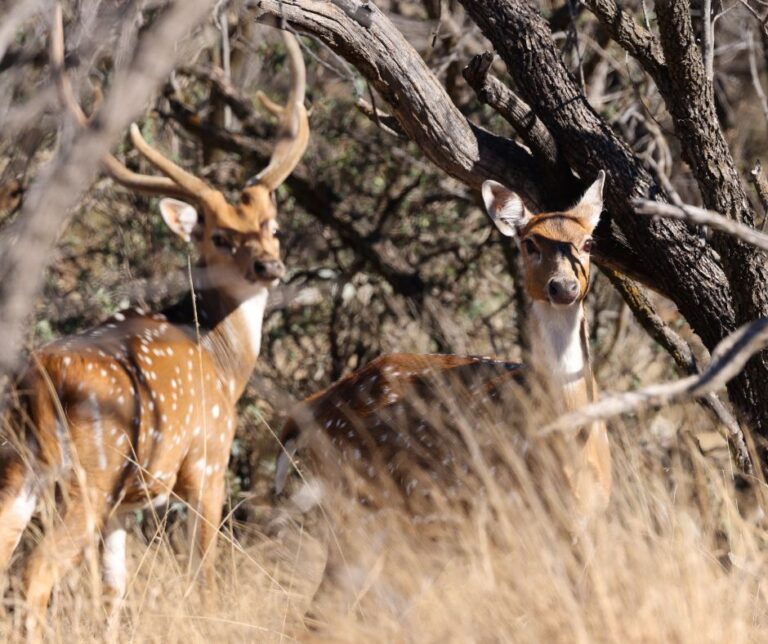 Texas Exotics Hunting | Exotic Hunting Packages - Divided Find Ranch