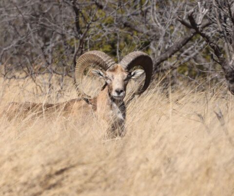 Texas Exotics Hunting | Exotic Hunting Packages - Divided Find Ranch